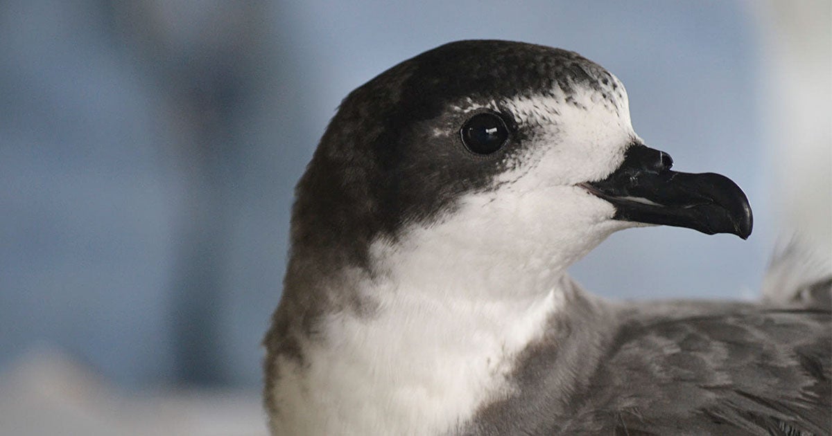 Confirmed: Two Endangered Seabirds Have Been Rediscovered on Oahu | Audubon