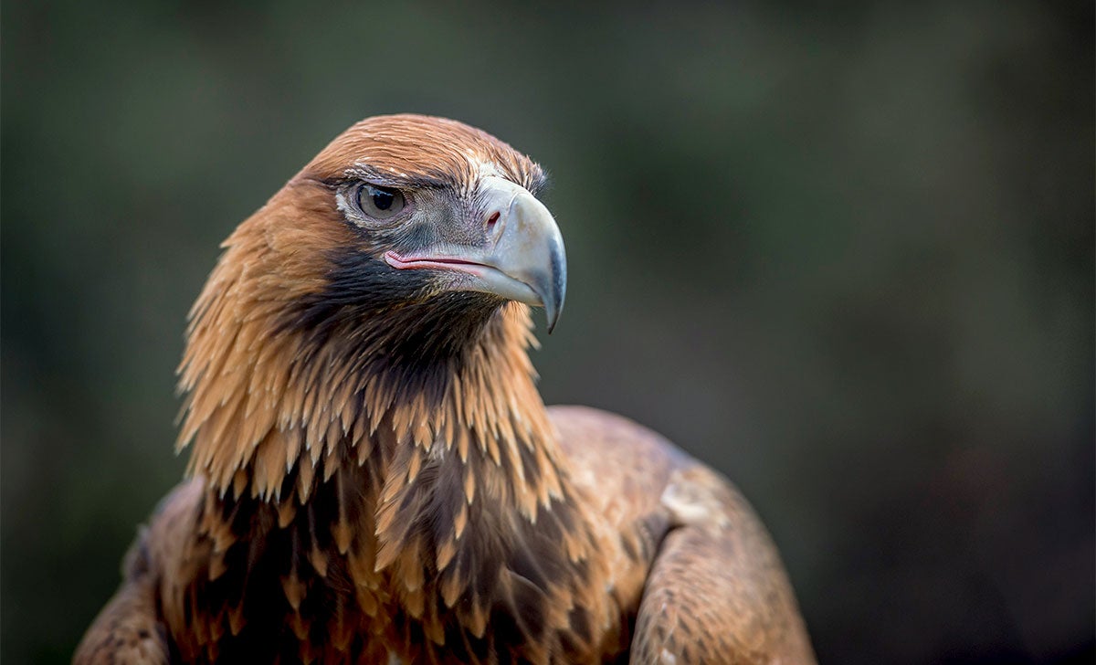 Raptors Around the World Are Still Being Massacred. What Can Be Done ...