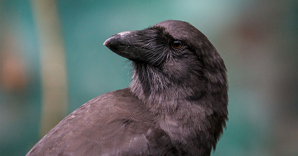 Reintroduced Hawaiian Crows Are Learning How to Live in the Wild | Audubon