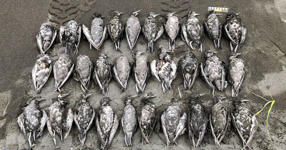 Thousands of Dead Seabirds Washed Up on Alaska's Shores Again This Year ...