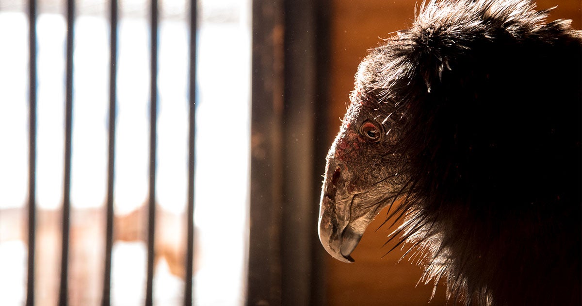 A Hunter’s Plea Against Poisoned Ammunition | Audubon