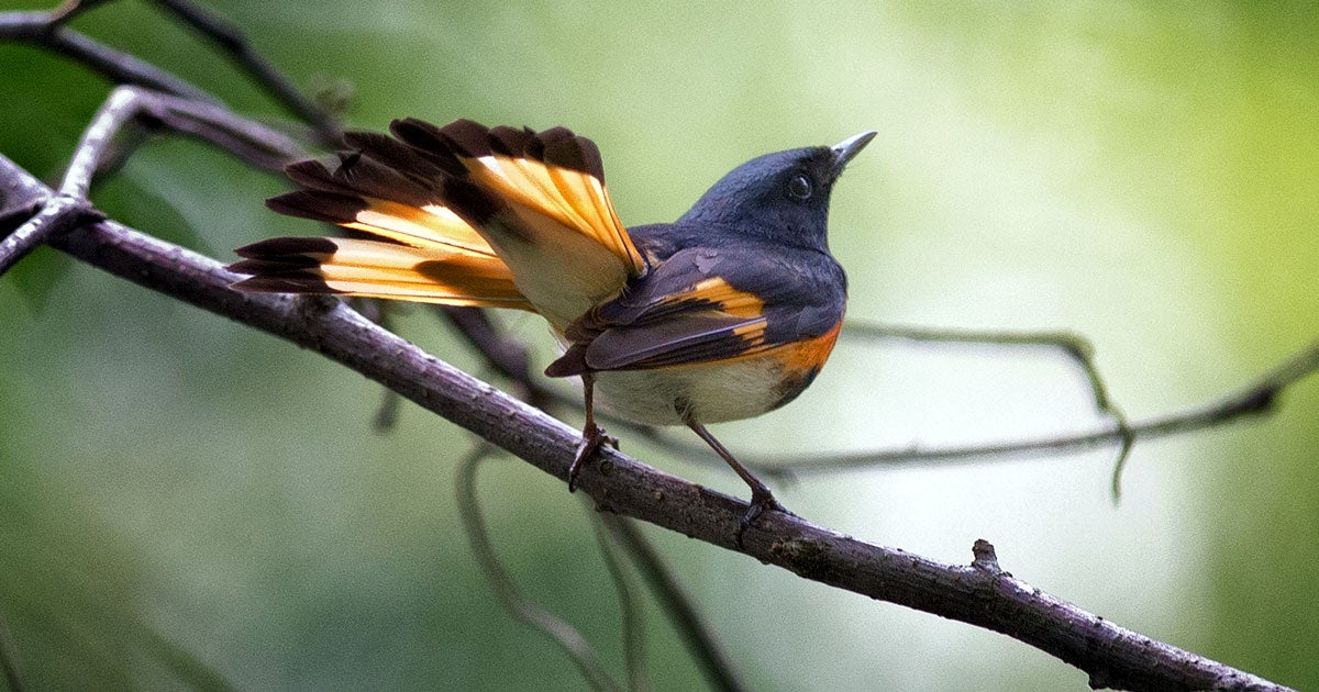 Celebrating Thirty Years of Partnering for Migratory Bird Conservation ...