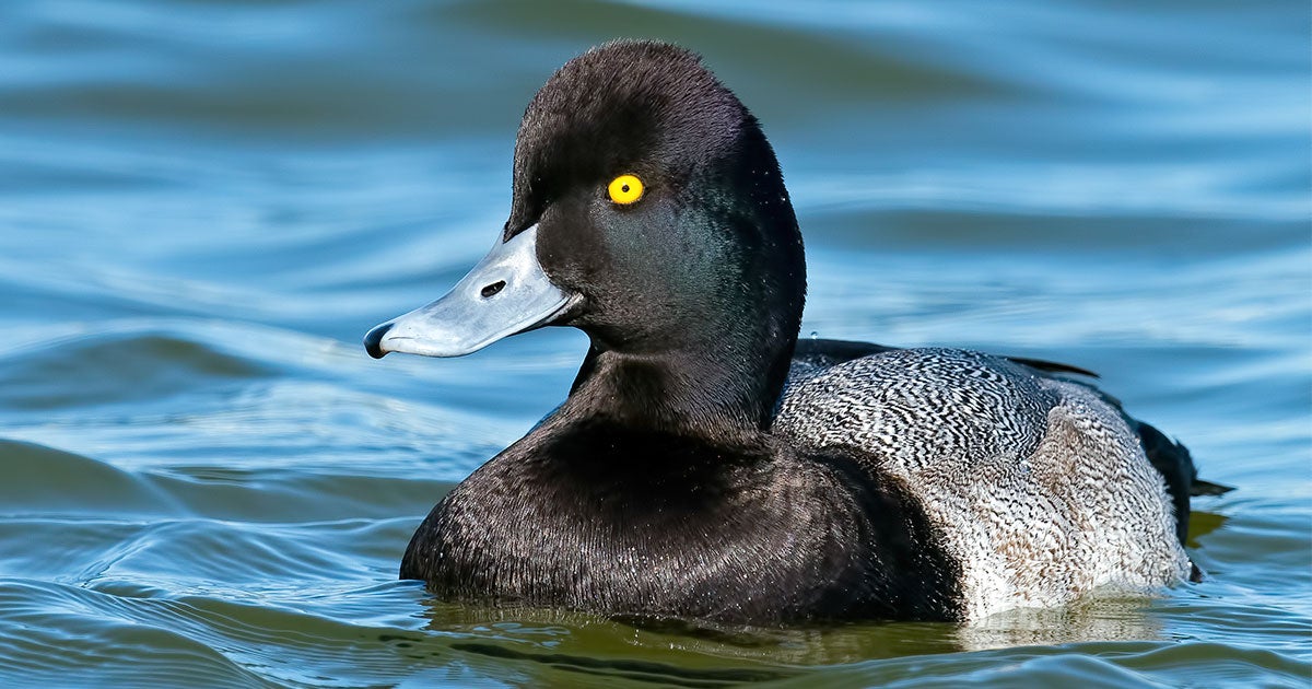 Lesser Scaup Pair