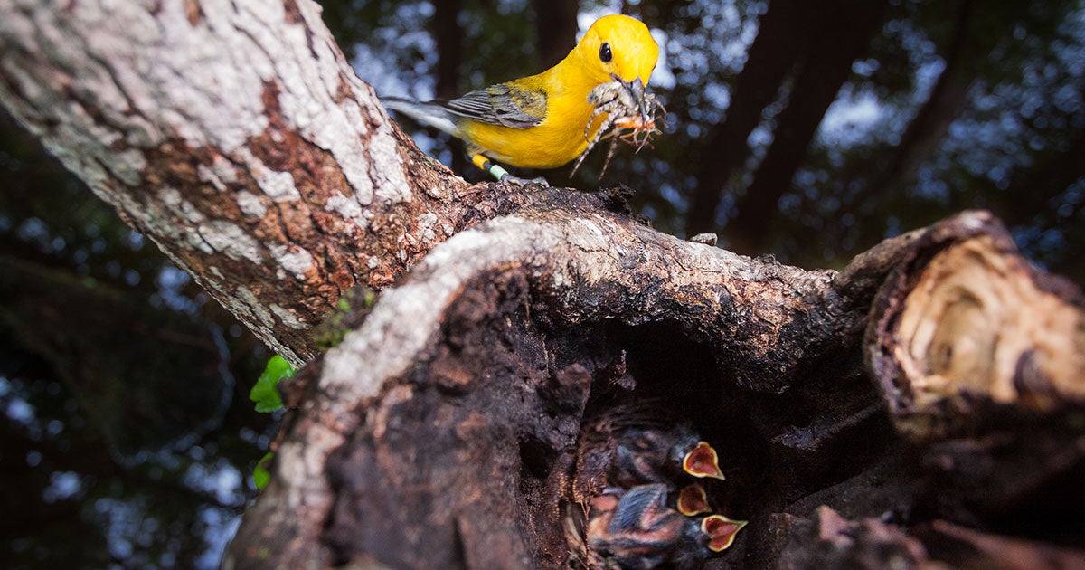 How Birds Bind Us | Audubon