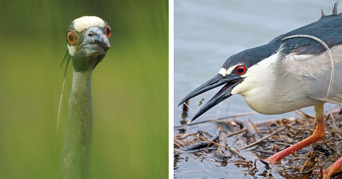 Birdist Rule #115: Learn to Identify and Differentiate Night-Herons ...