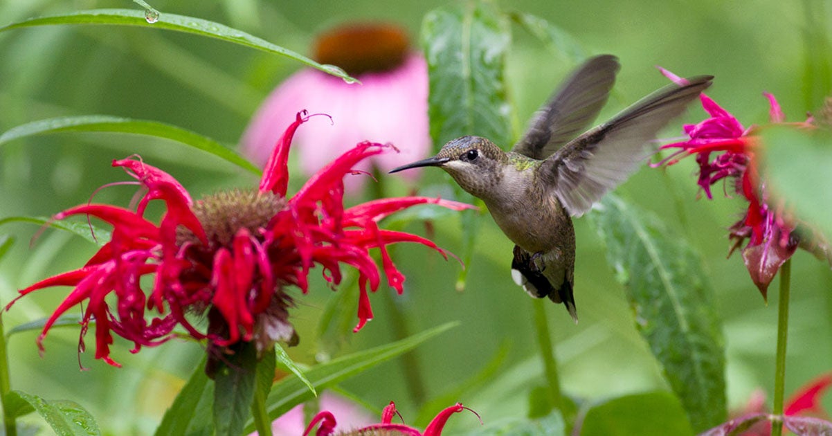 Transform Your Yard and Community Into an Oasis for Birds & Insects ...