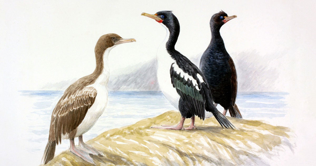 Scientists Solve A Shag-adelic Bird Mystery | Audubon