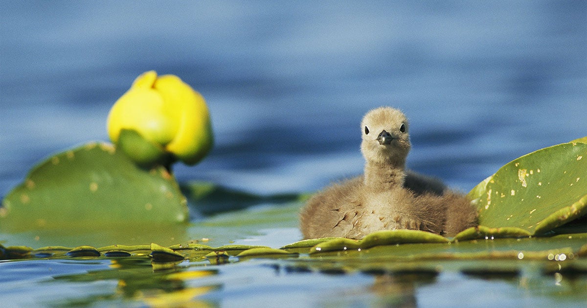 Let These Birds Grow Up | Audubon