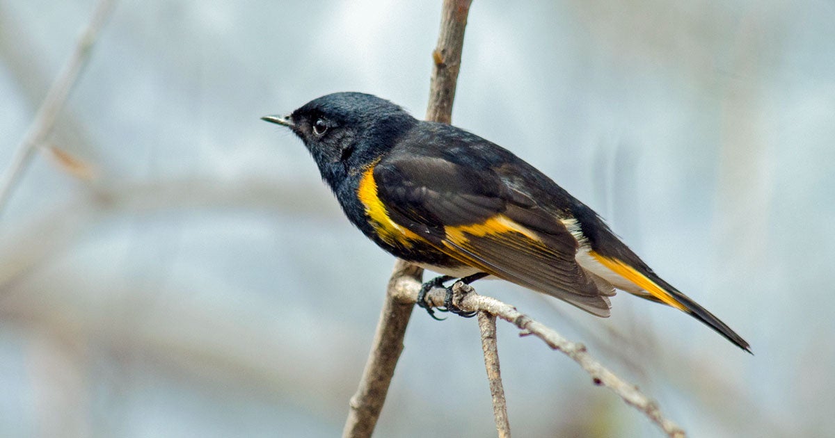 Senate Bill Can Be an Opportunity for Clean Energy for Birds and People ...