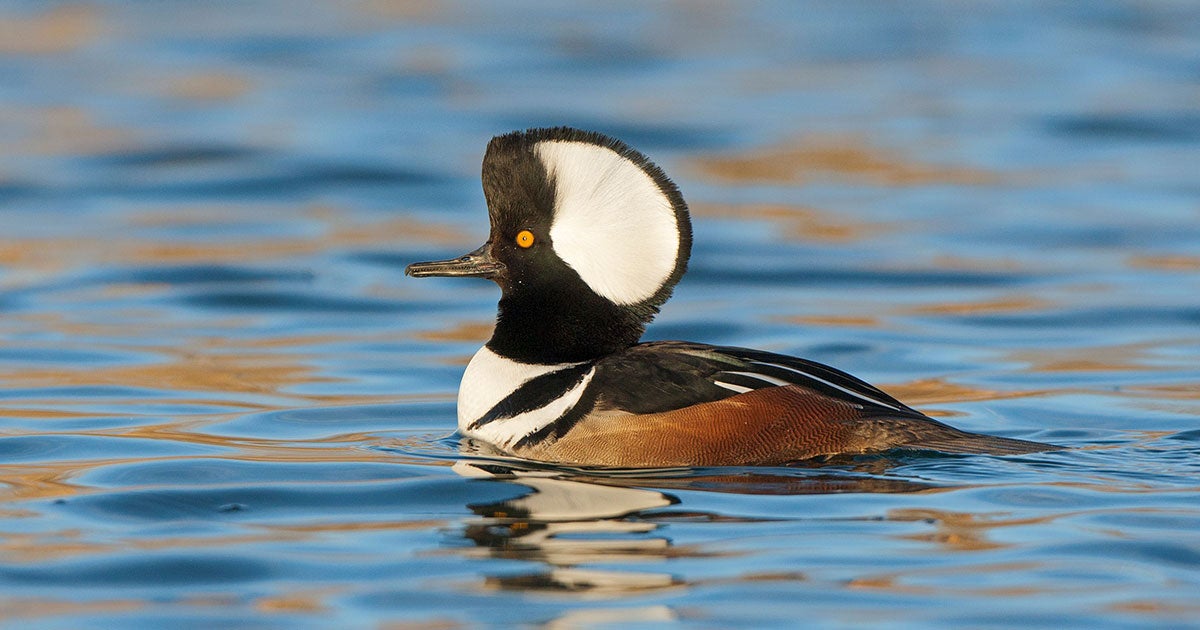 Flirting Ducks Make for Fun Photos | Audubon