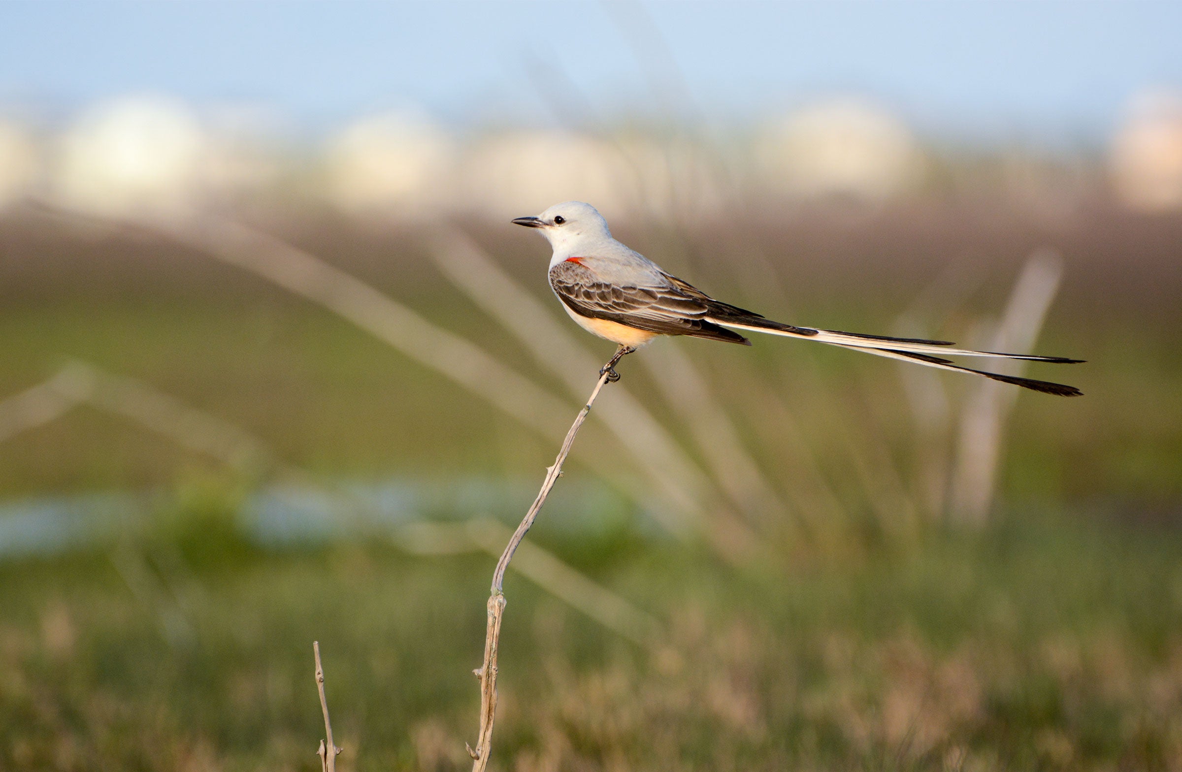 Scenes From the Texas Coast, Where Nesting Birds Abound | Audubon