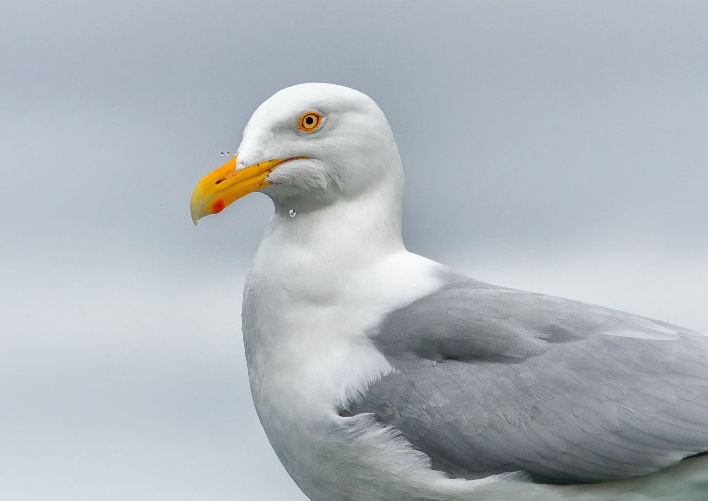 7 Birds That Breed in the Arctic | Audubon