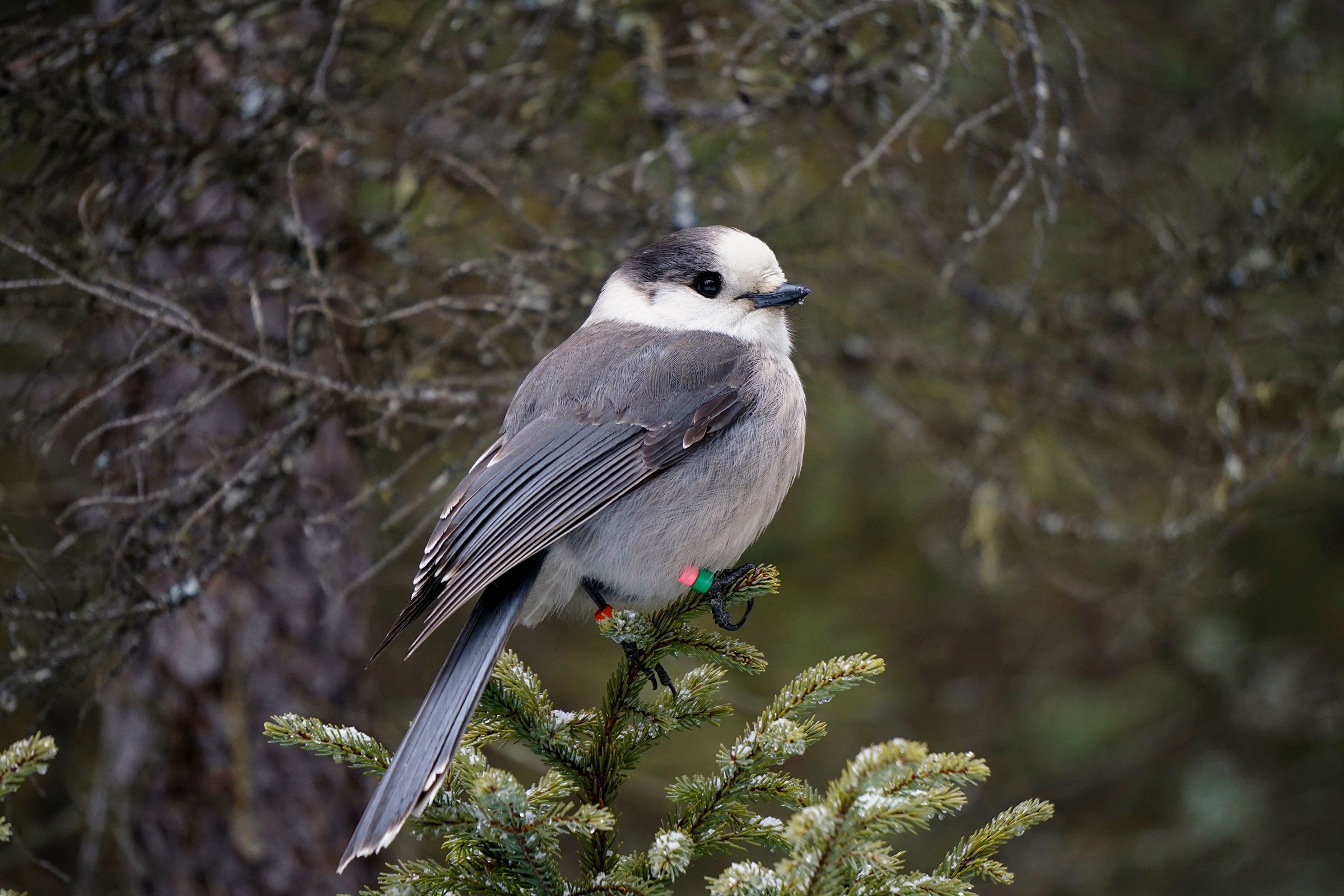 Thanks To Climate Change, Canada Jays May Eat Freezer-Burned Food All ...