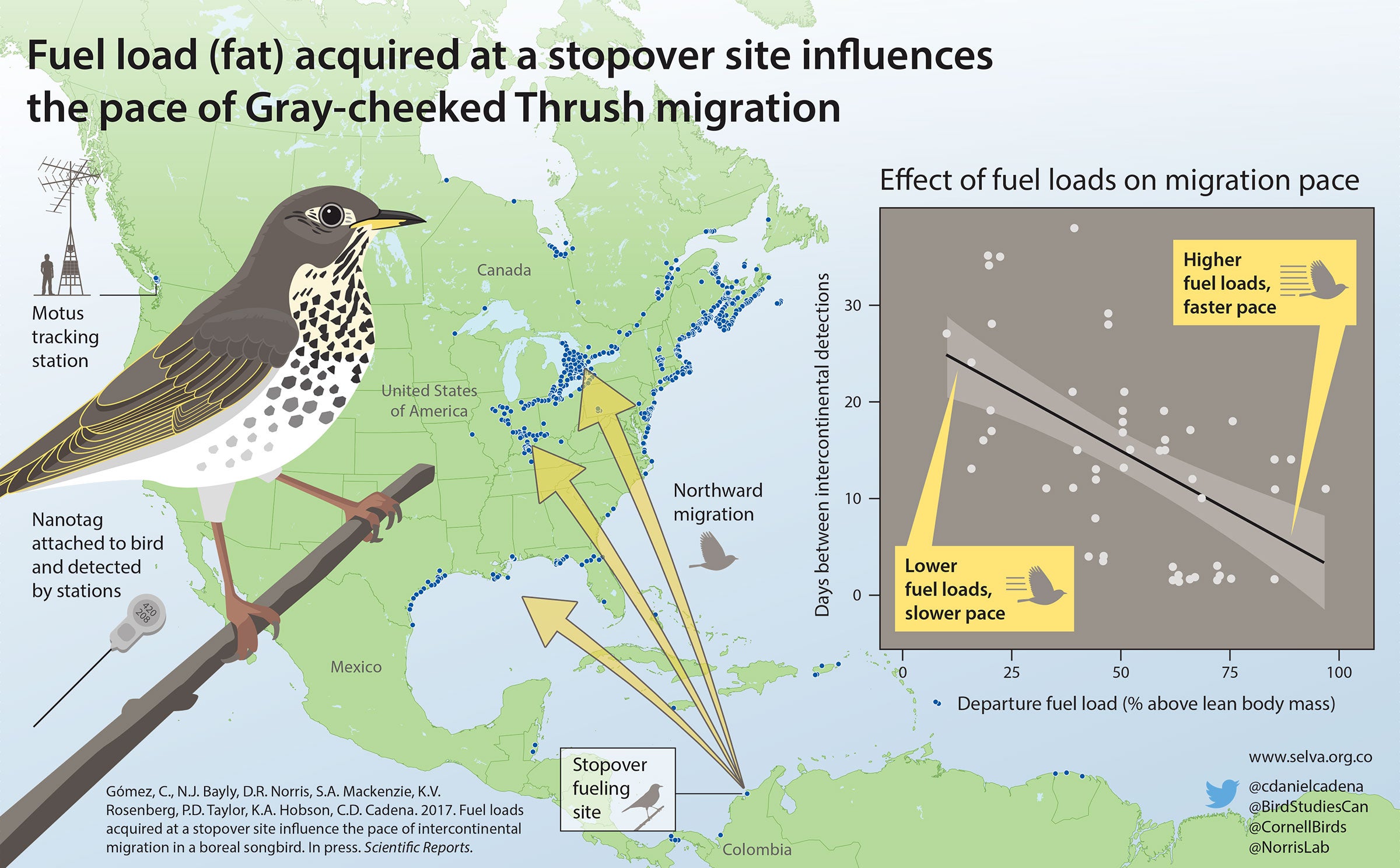 After Binging in Colombia, Thrushes Can Fly Non-Stop to Canada in Mere ...