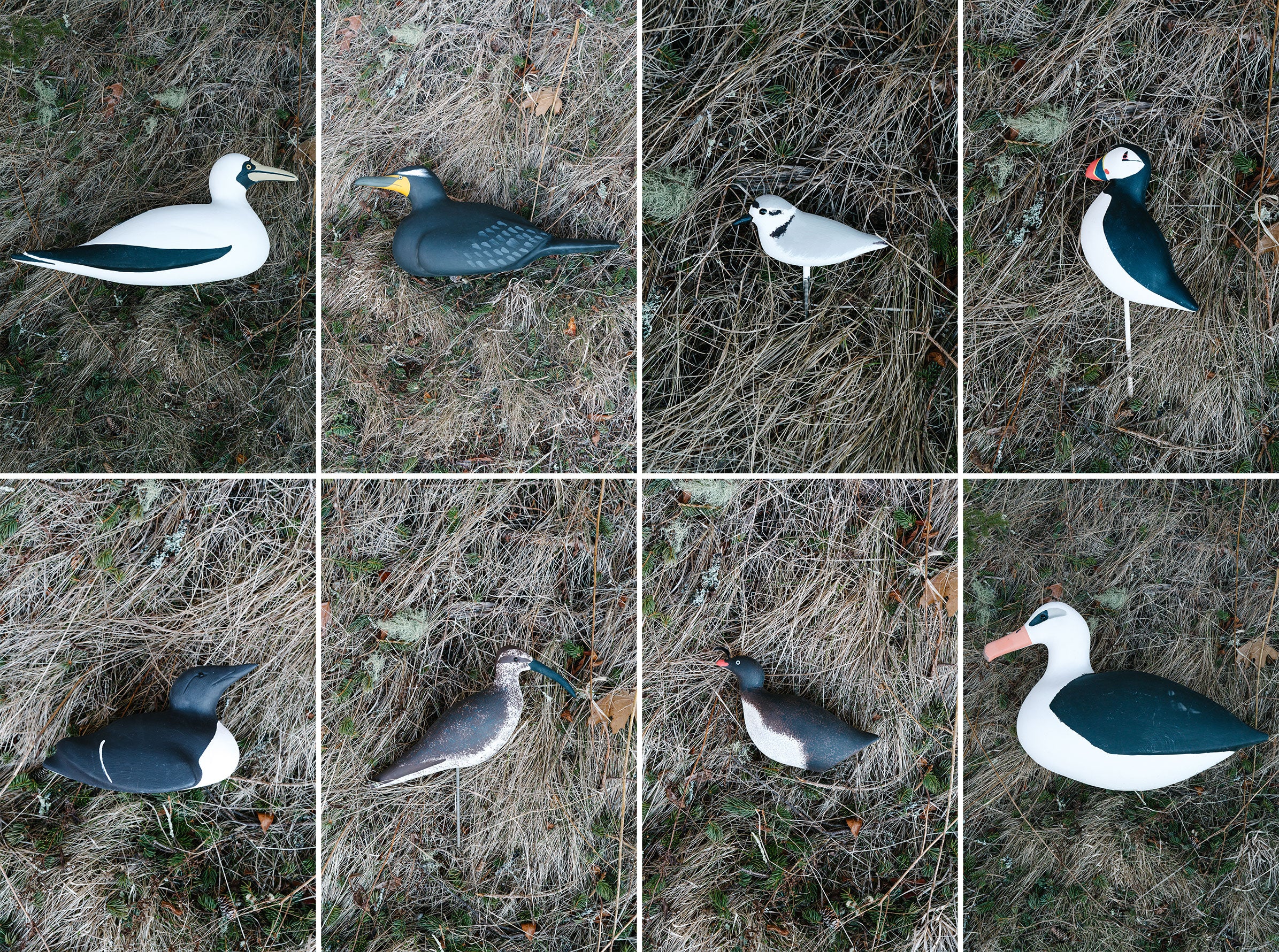 Inside Audubon’s New Decoy Workshop, Where Saving Seabirds Is the ...