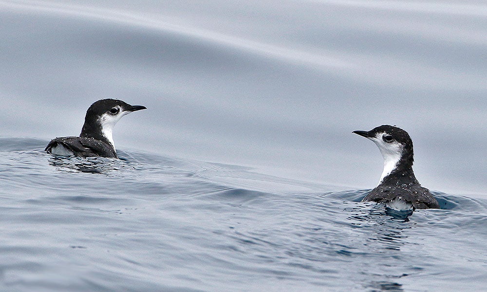 How Two Secretive Seabirds Evaded the Endangered Species List | Audubon
