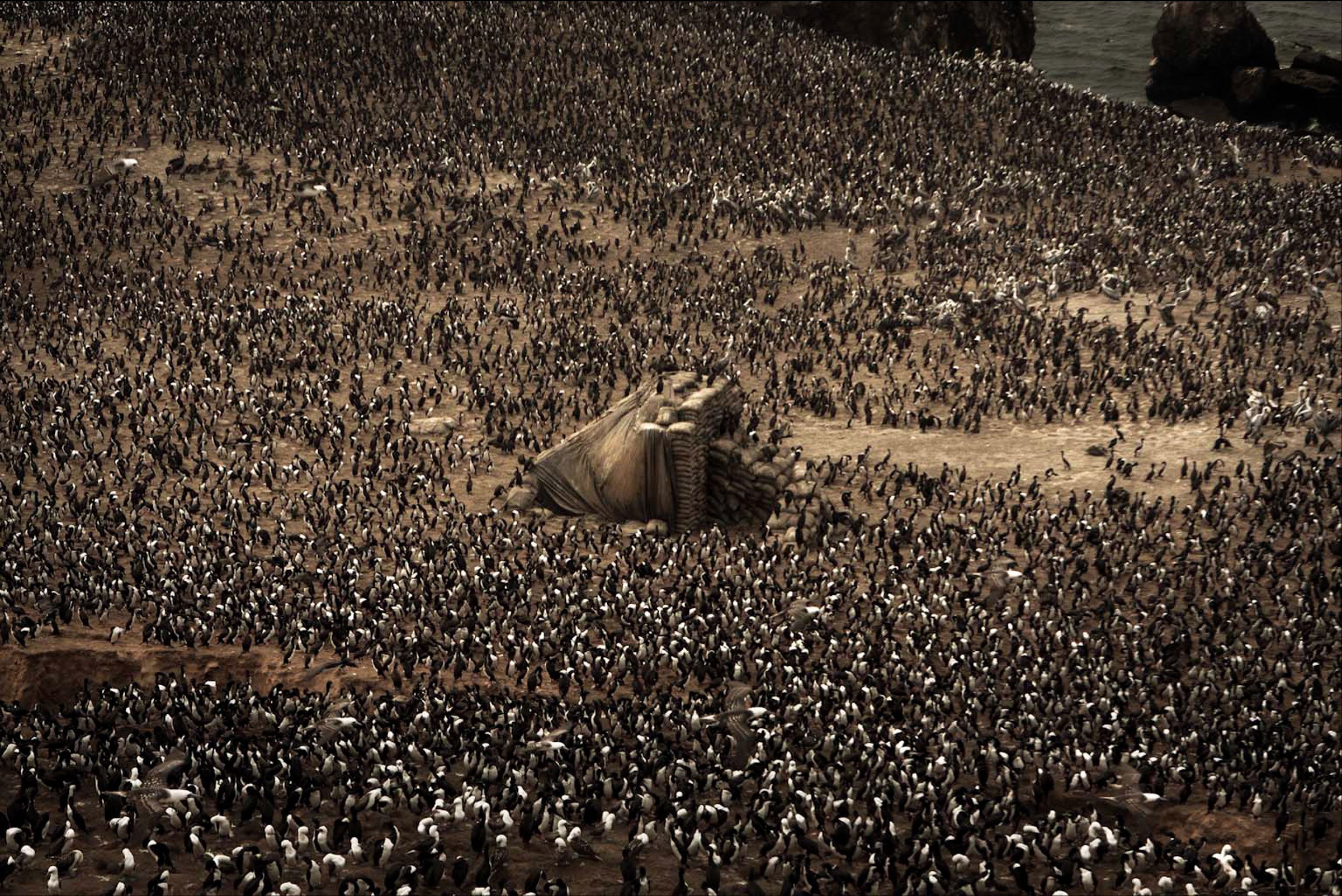 Holy Crap! A Trip to the World's Largest Guano-Producing Islands | Audubon