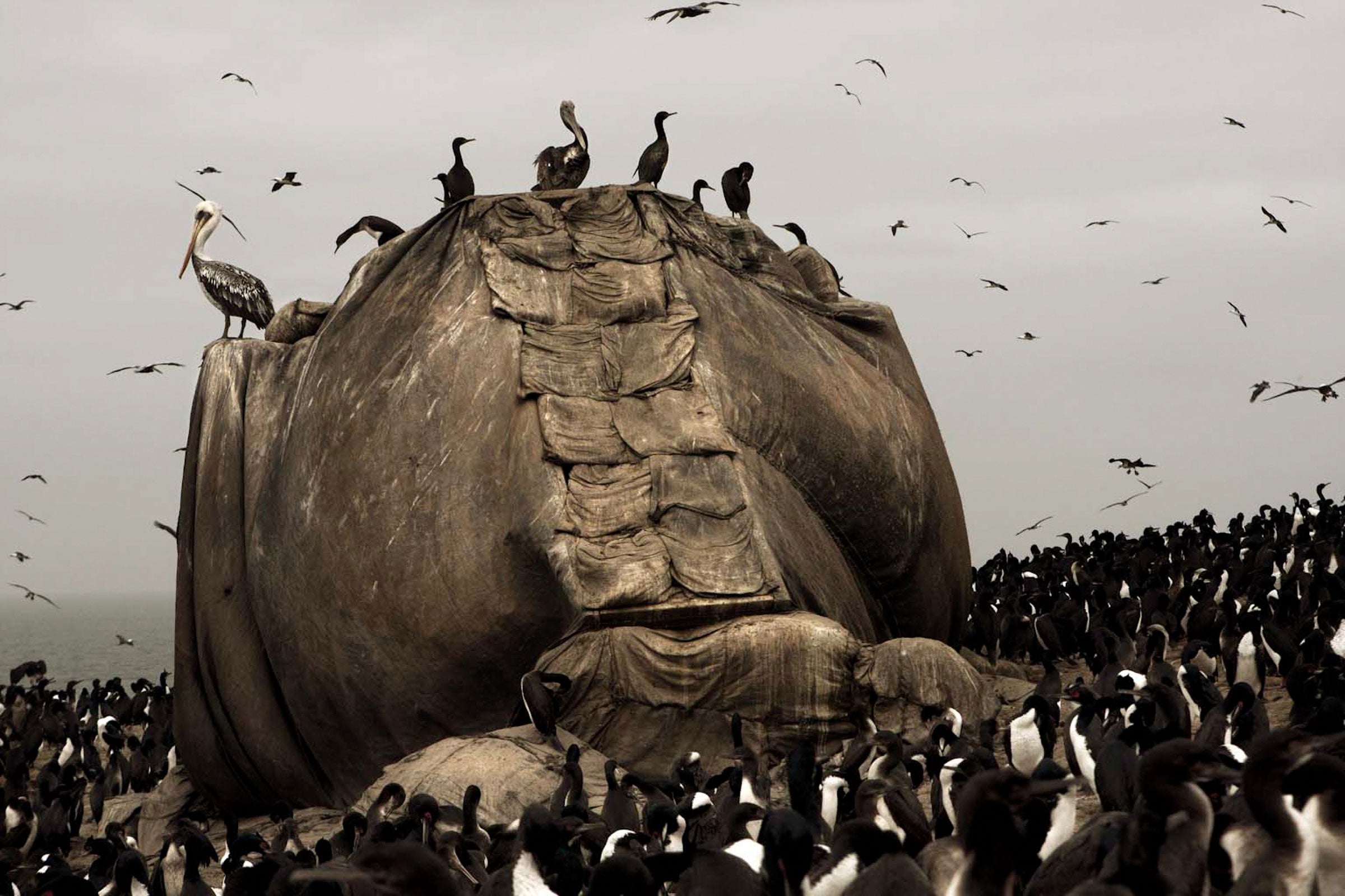 Holy Crap! A Trip to the World's Largest Guano-Producing Islands | Audubon