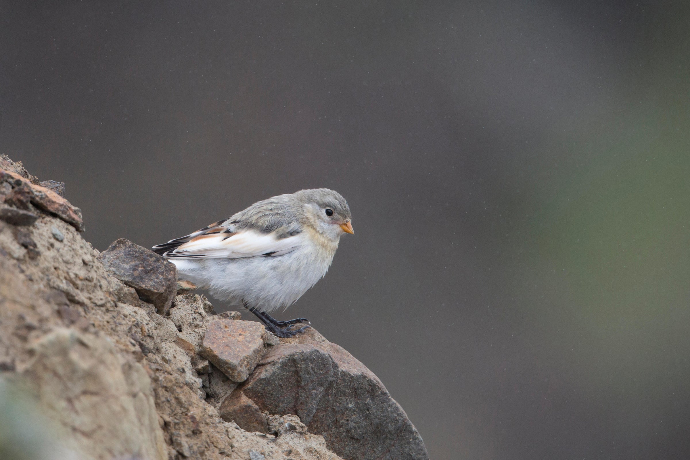 Escribano De Mckay | Guía de Aves