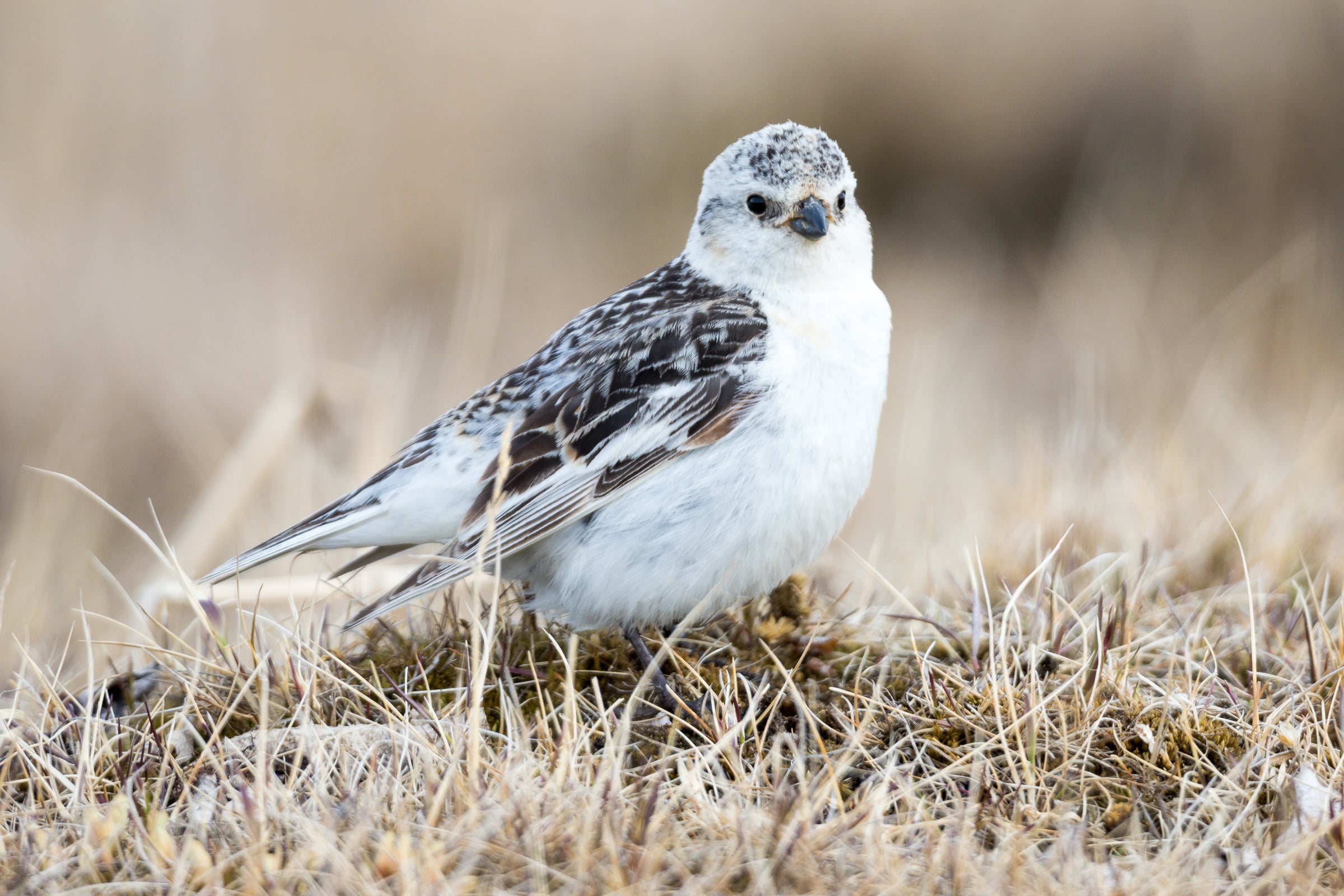 Snow Bunting | Audubon Field Guide
