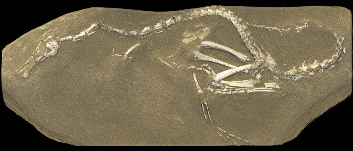 New Aquatic Dinosaur Find Is a Strange and Startling Avian Hodgepodge ...