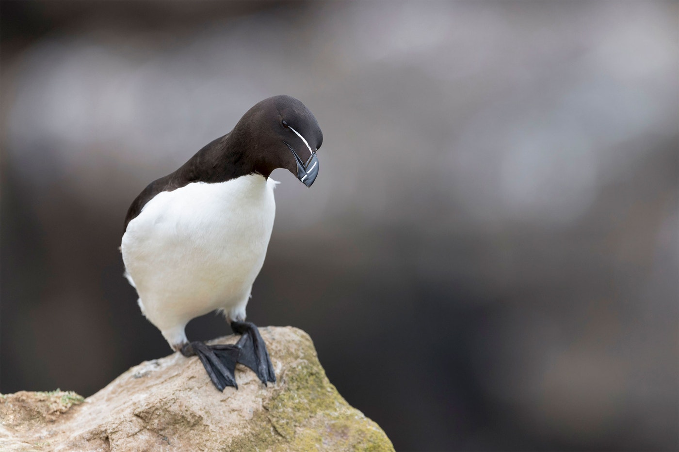 Five Climate Threatened Birds And How You Can Help Them Audubon