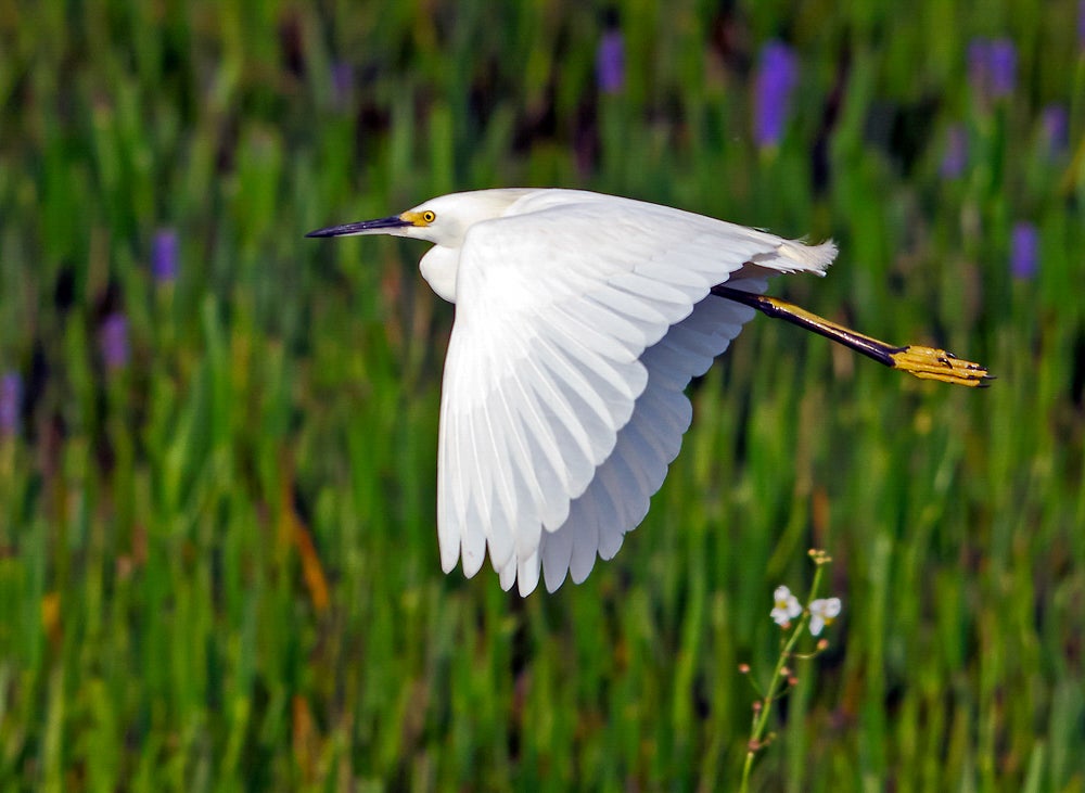 Critical Migratory Bird Protections Restored by Biden-Harris ...