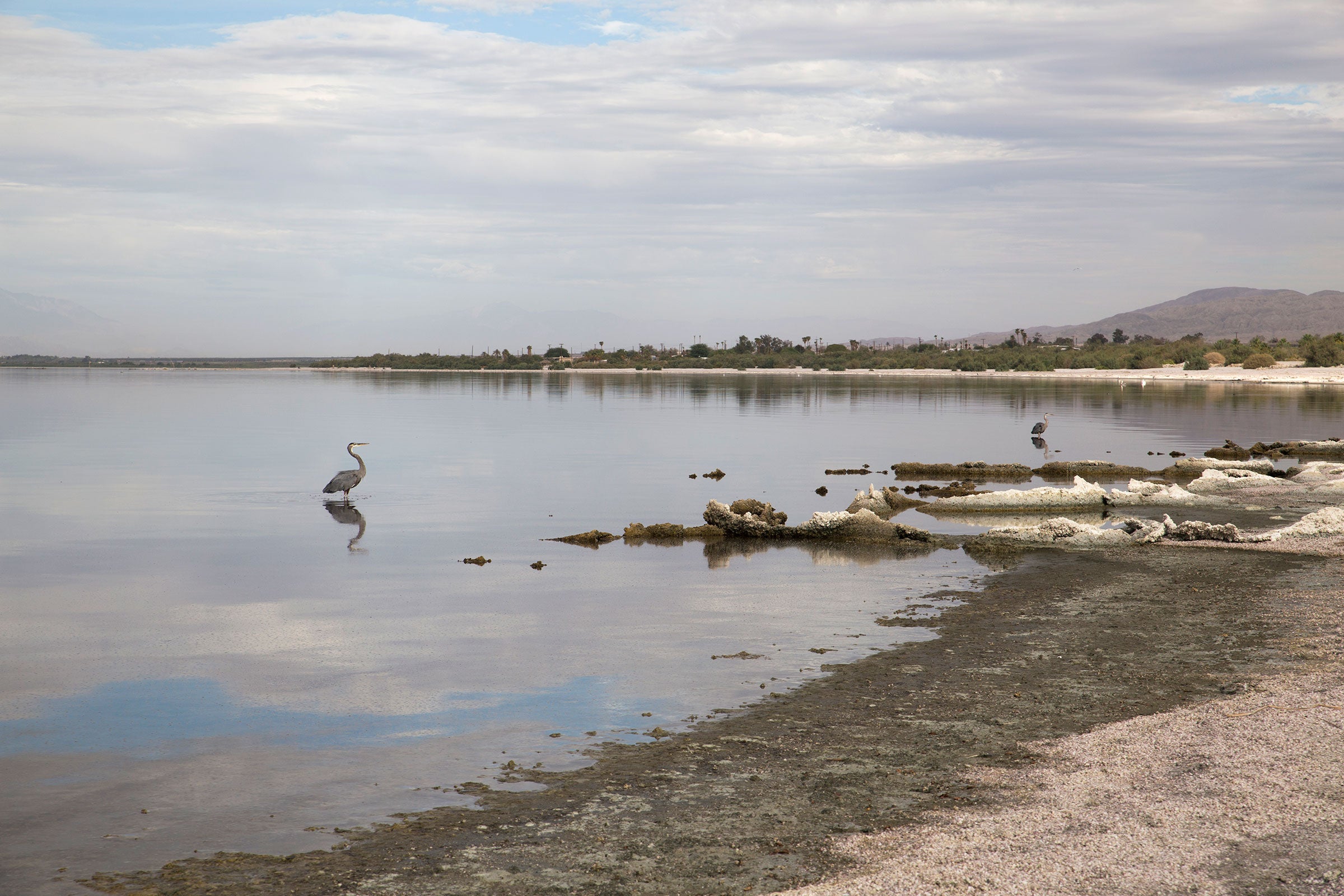 The Fate of the Salton Sea Is in Our Hands | Audubon