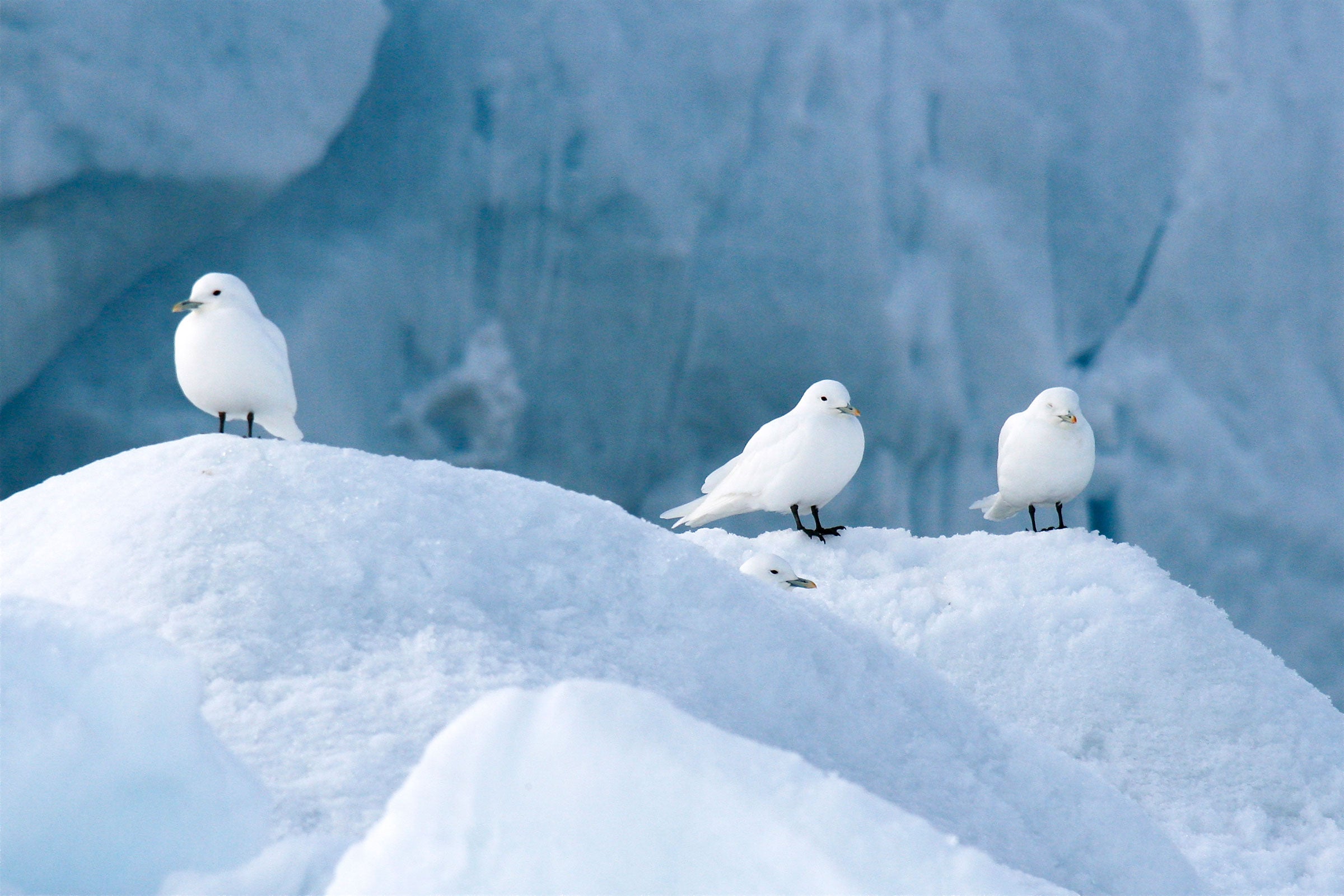 Disappearing Ice Means New Ways of Life for Arctic Birds | Audubon