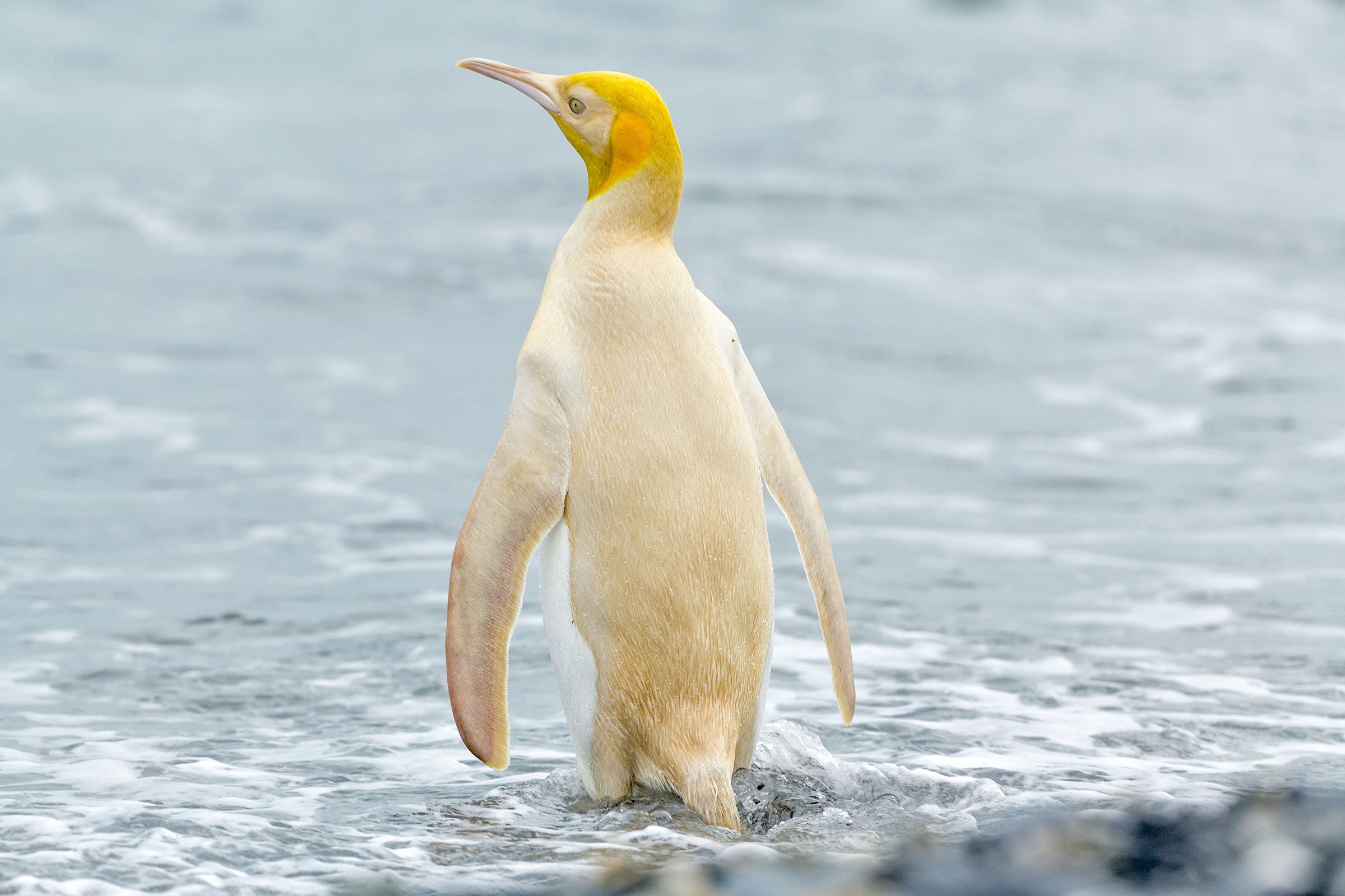 The Golden Penguin The Once in a Lifetime Miracle That Shattered The The Golden Penguin The Once in a Lifetime Miracle That Shattered The