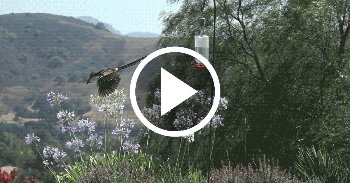 Whoa! Watch a Sneaky Roadrunner Nab a Hummingbird While It's Feeding ...