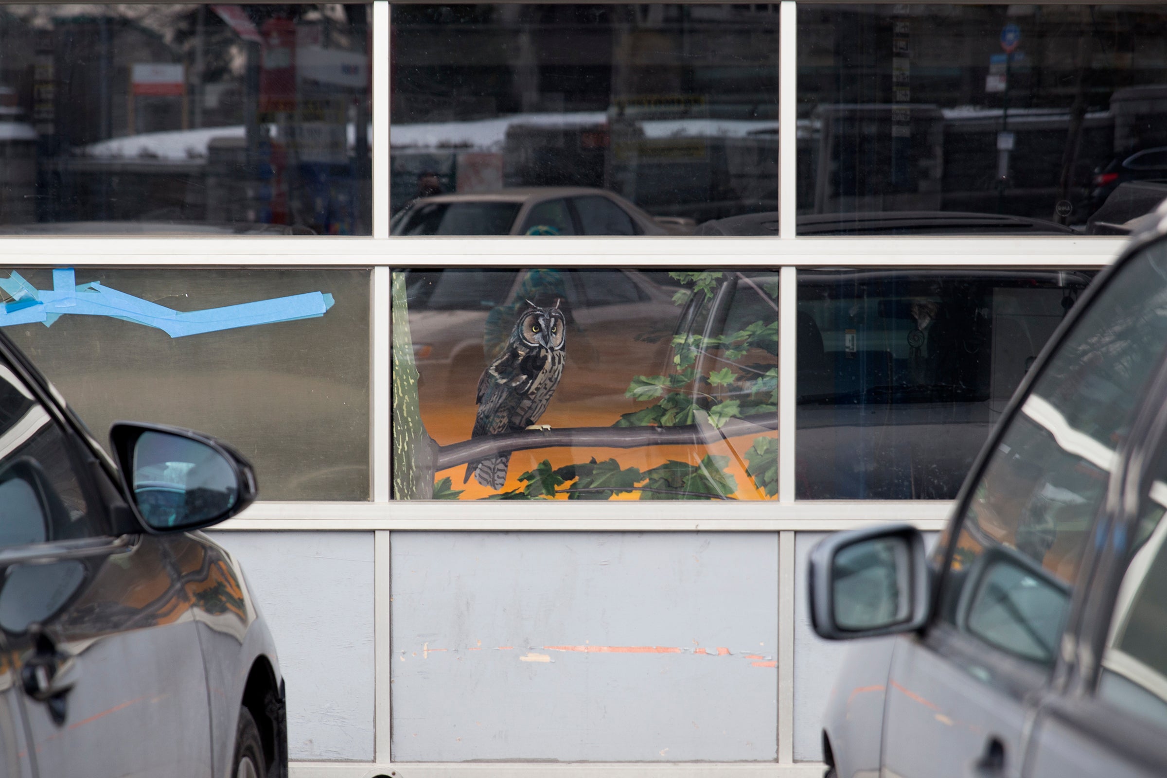 Long-eared Owl by Greg Burak | Audubon