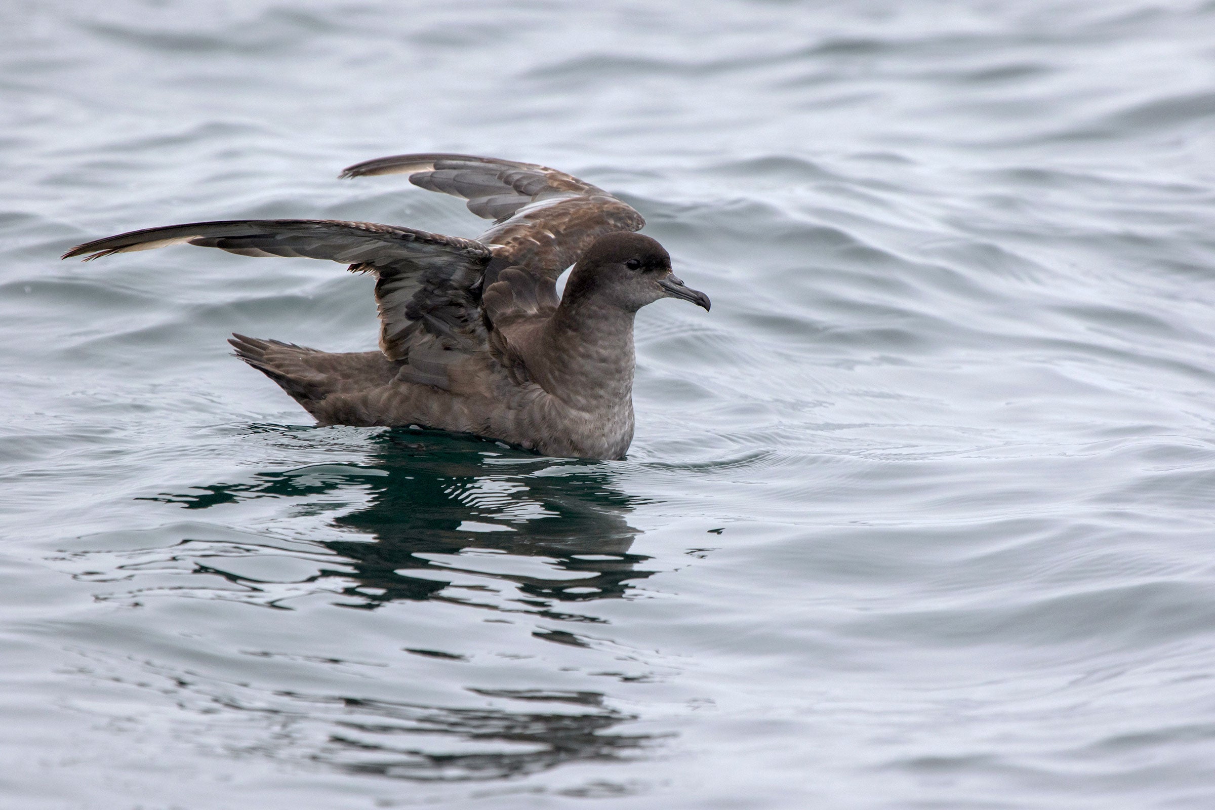 Thousands of Dead Seabirds Washed Up on Alaska's Shores Again This Year ...