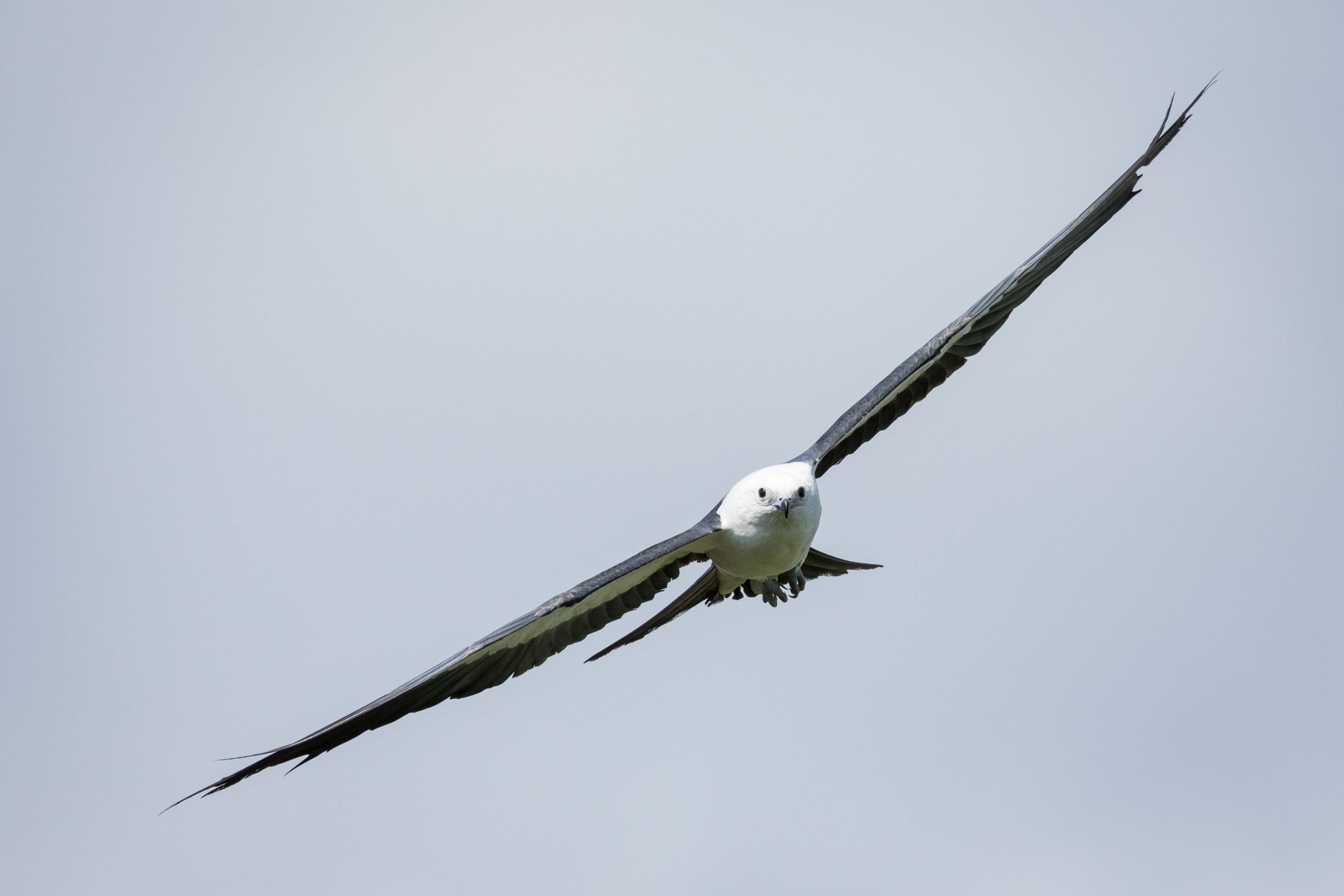 The Secret Lives of Swallow-tailed Kites | Audubon