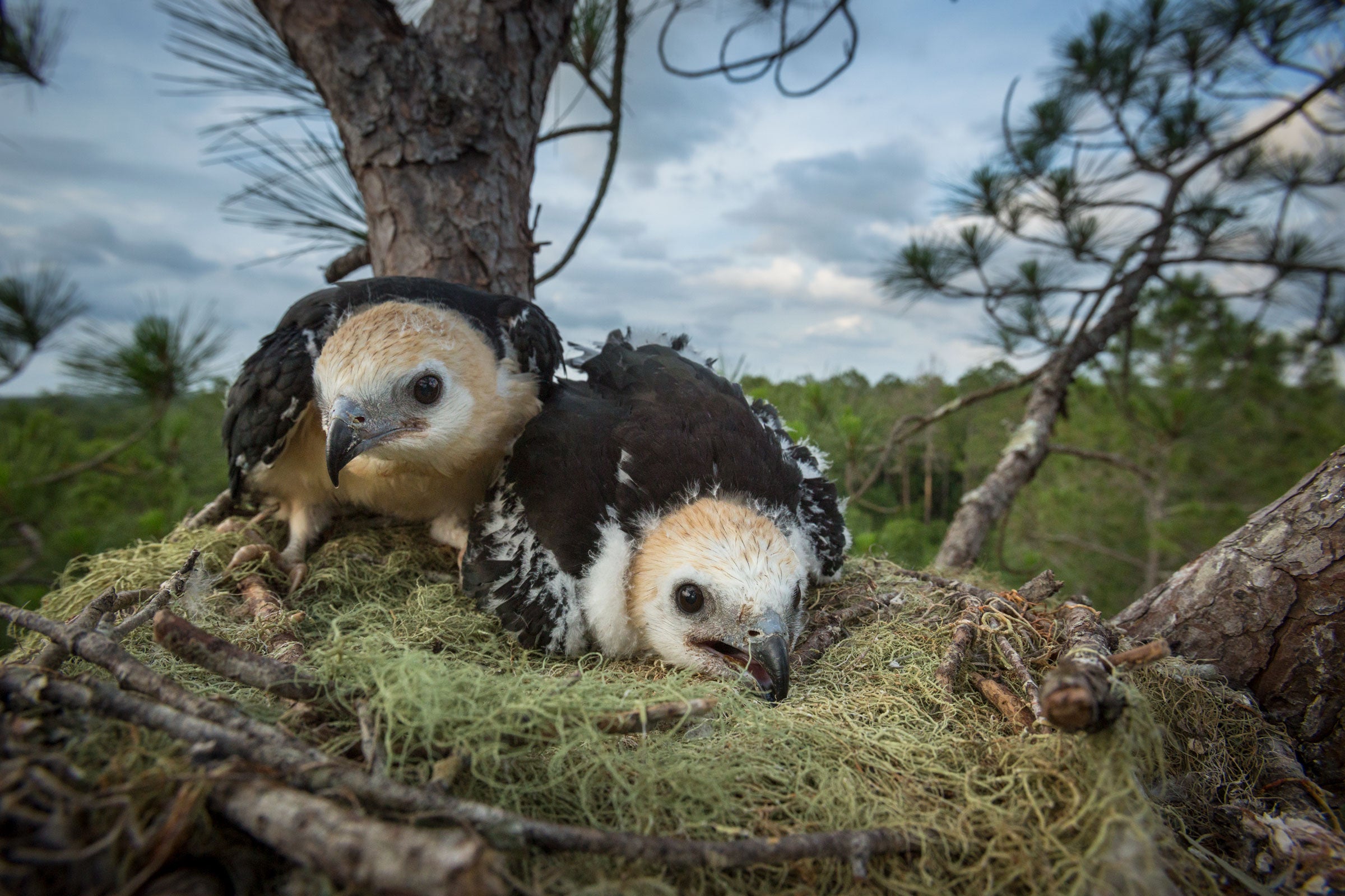 The Secret Lives of Swallow-tailed Kites | Audubon