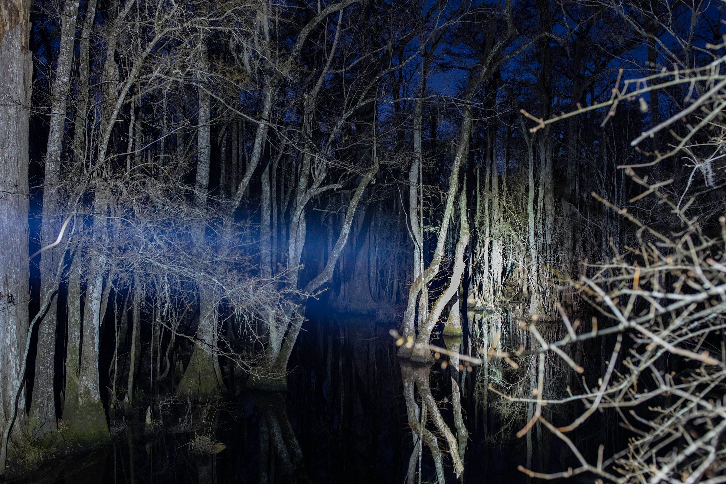 At Francis Beidler Forest, Stories of the Formerly Enslaved Mingle with ...