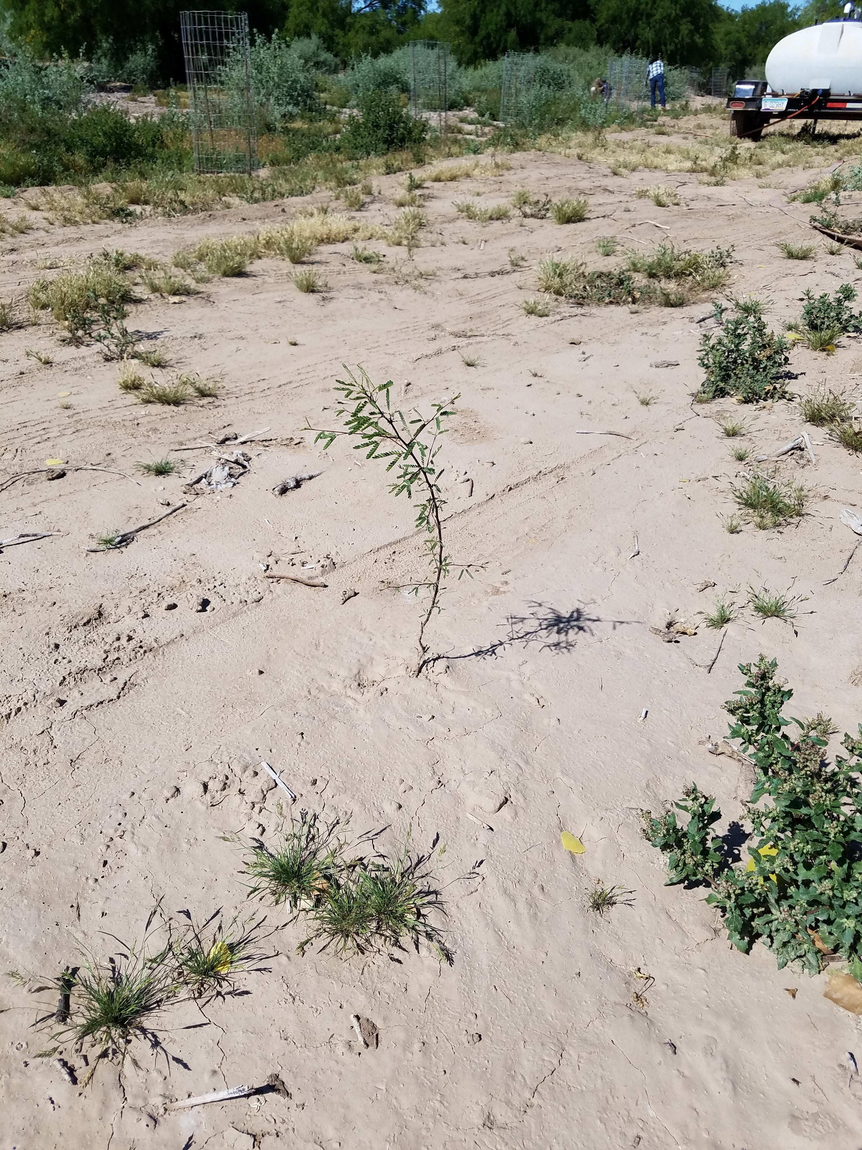 Planting along the Colorado River with the Cocopah Indian Tribe and ...