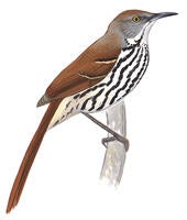 Long-billed Thrasher | Audubon Field Guide