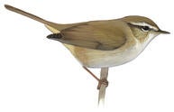 Dusky Warbler | Audubon Field Guide