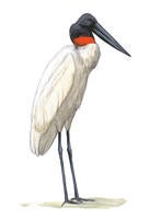 Jabiru | Audubon Field Guide