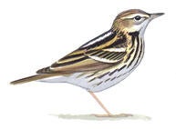 Pechora Pipit | Audubon Field Guide
