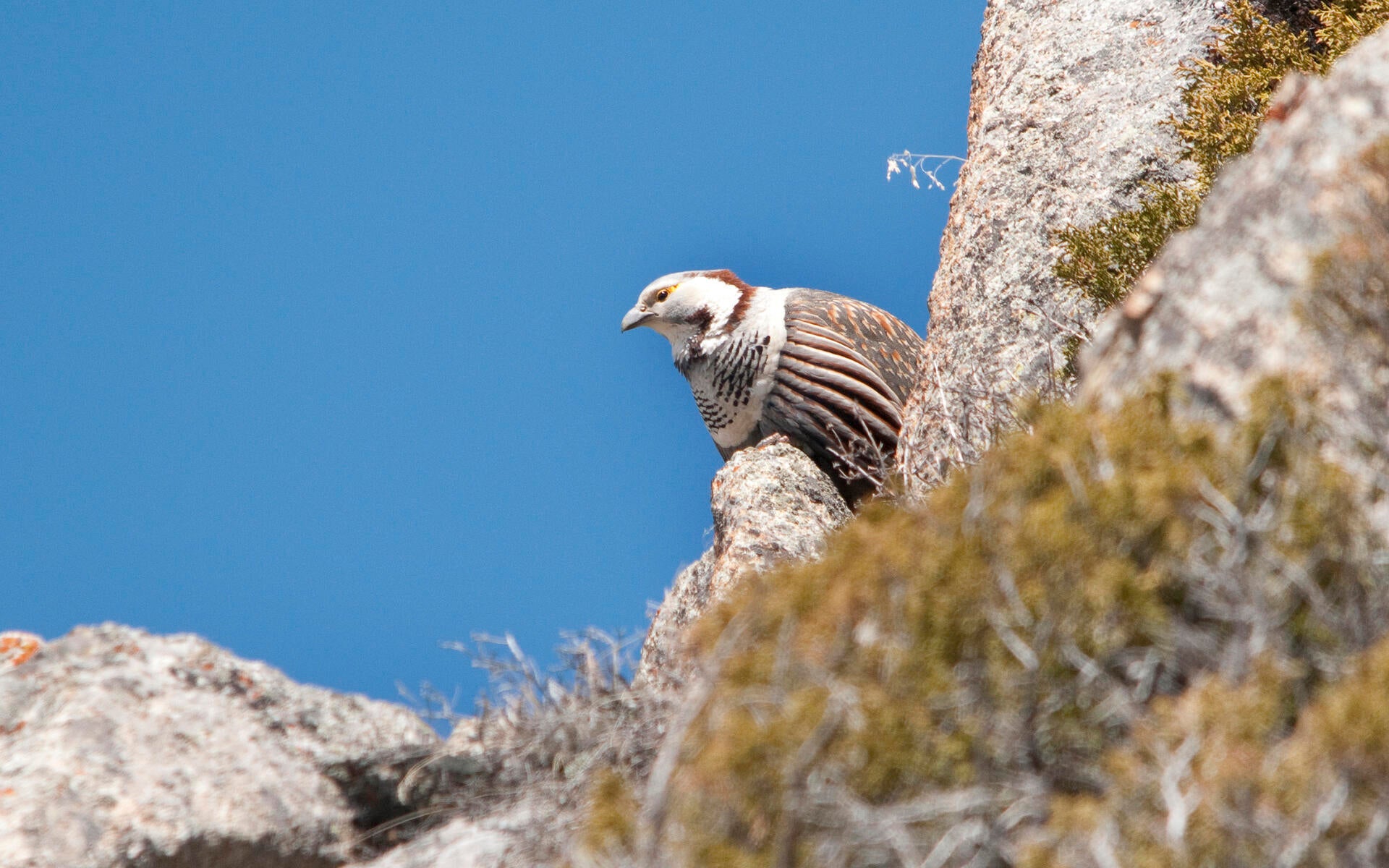 Himalayan Snowcock | Audubon Field Guide