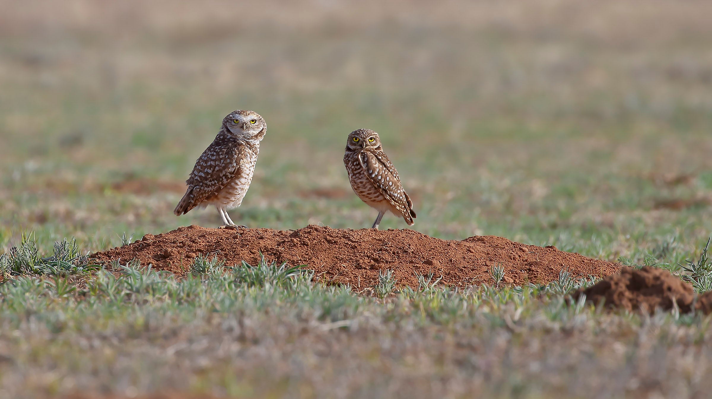 Burrowing Owl | Audubon Field Guide