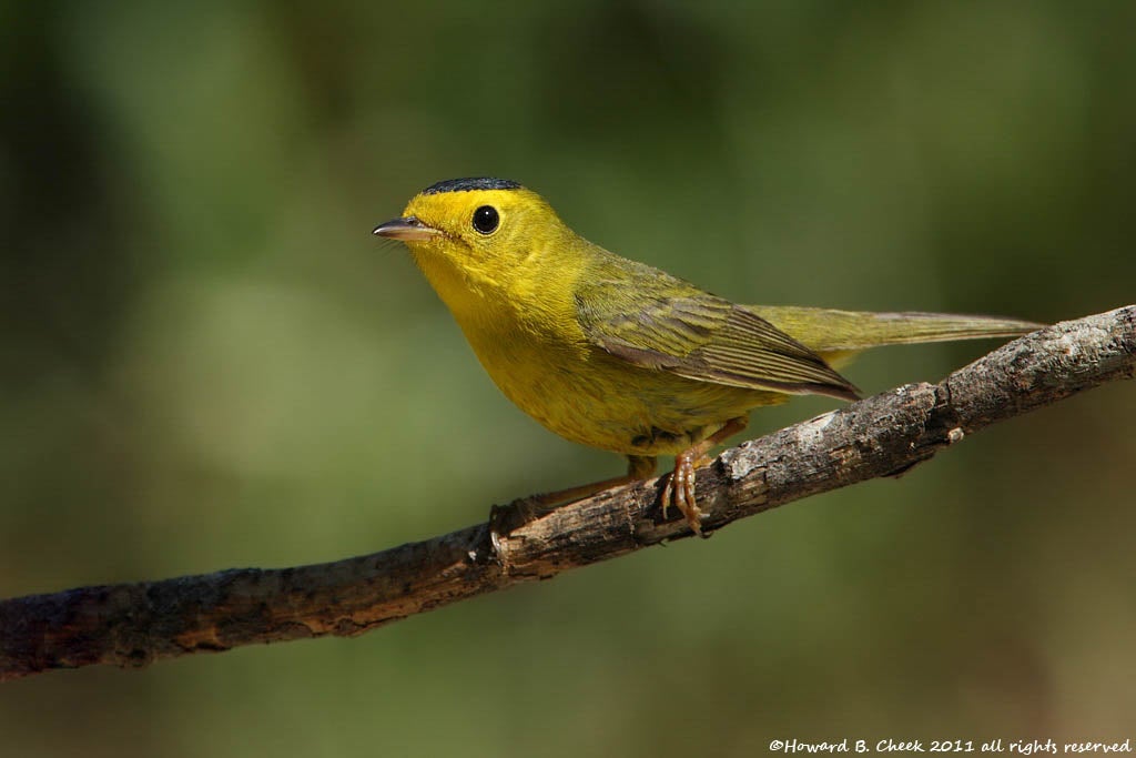 Wilson's Warbler | Audubon Field Guide