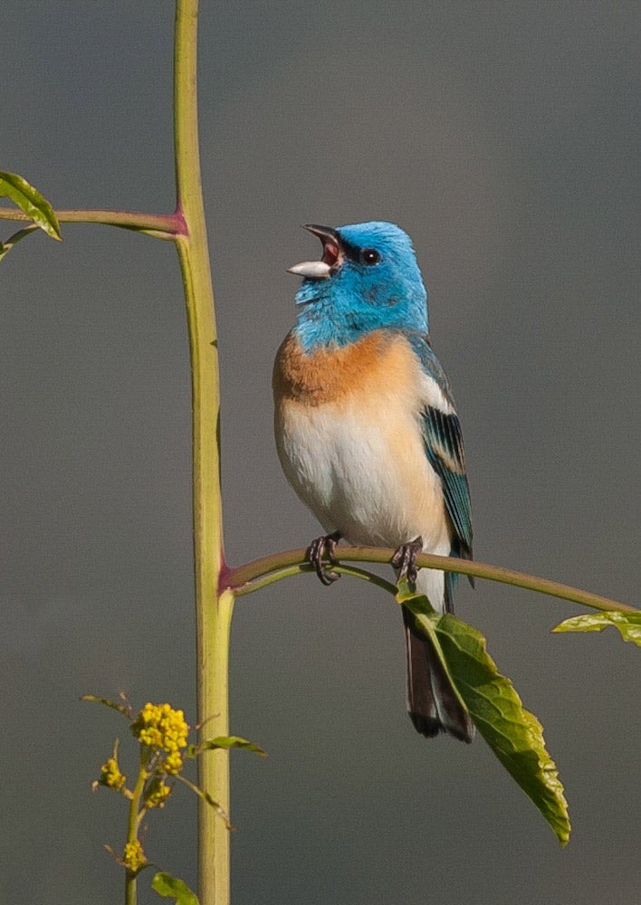 Lazuli Bunting | Audubon Field Guide