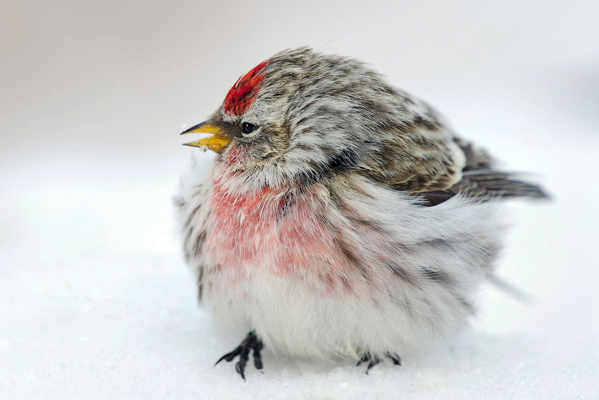 Common Redpoll | Audubon Field Guide