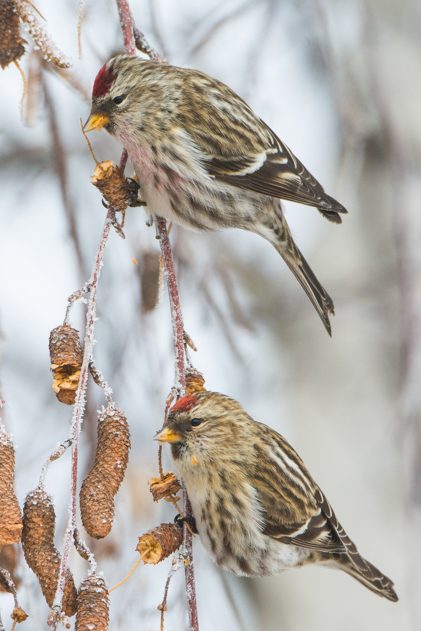 Common Redpoll | Audubon Field Guide