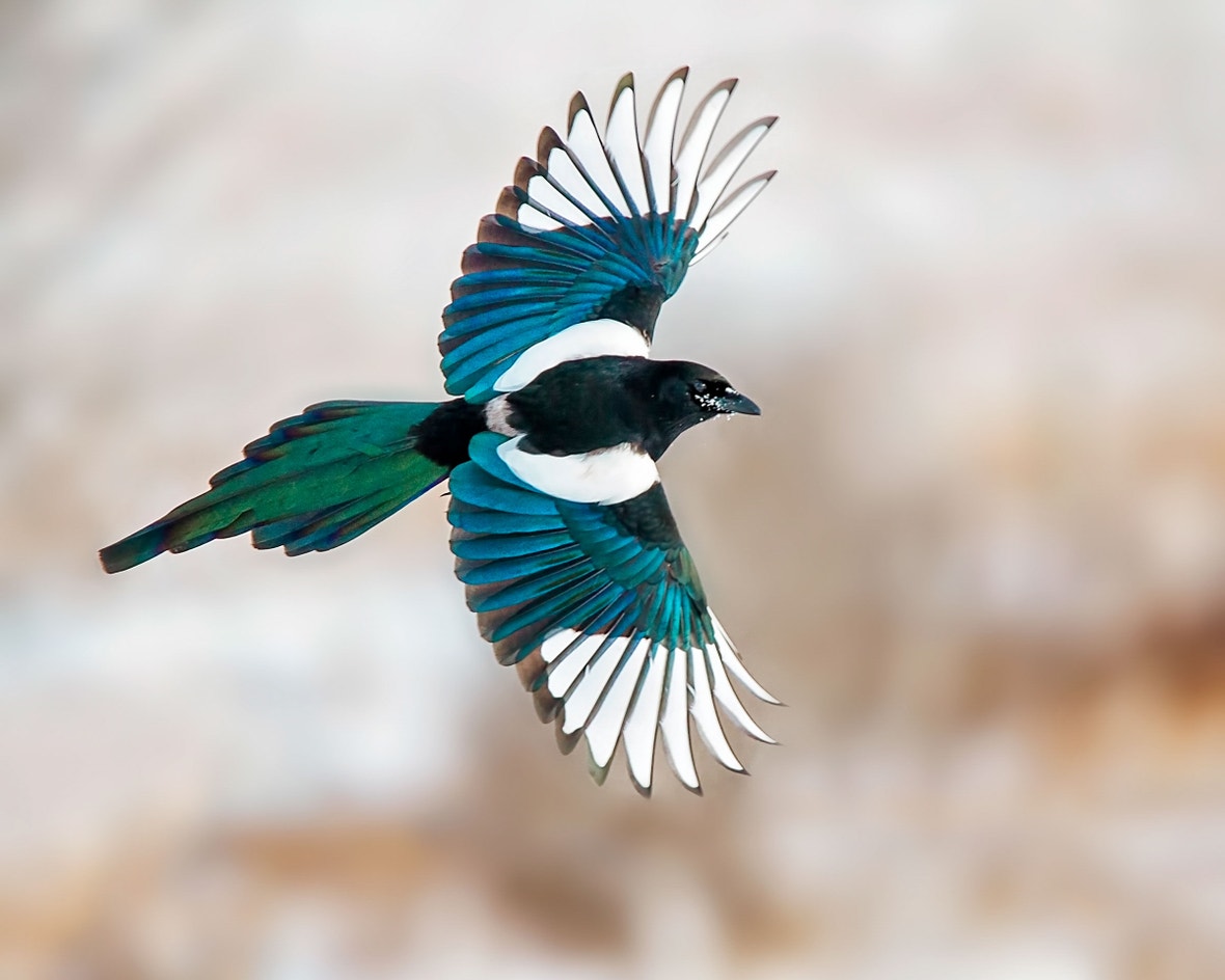 Black billed Magpie Audubon Field Guide black-billed-magpie-audubon-field-guide