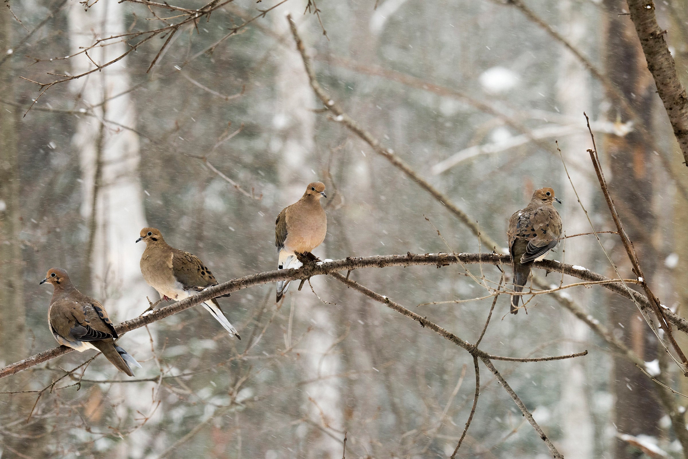 Mourning Dove | Audubon Field Guide