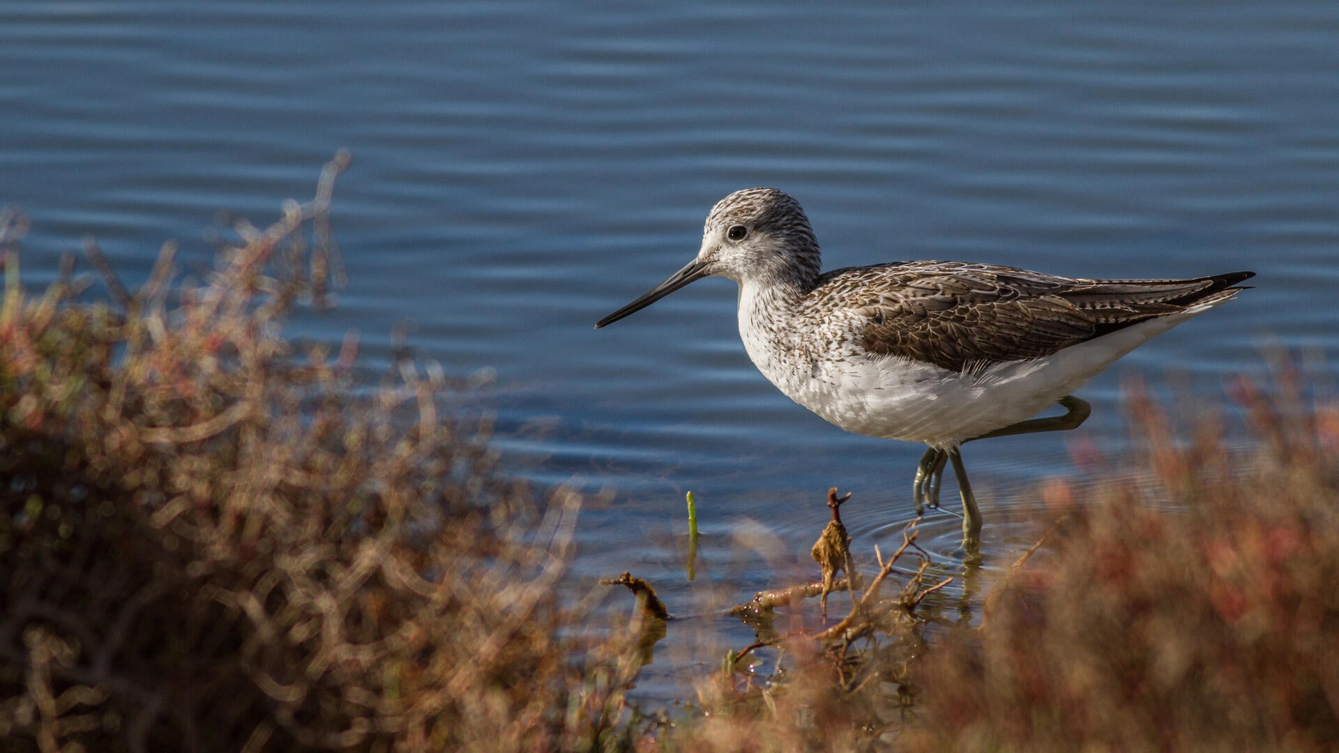 Common Greenshank | Audubon Field Guide